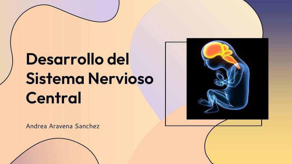 Embriología del Sistema Nervioso Central | andrea aravena | uDocz