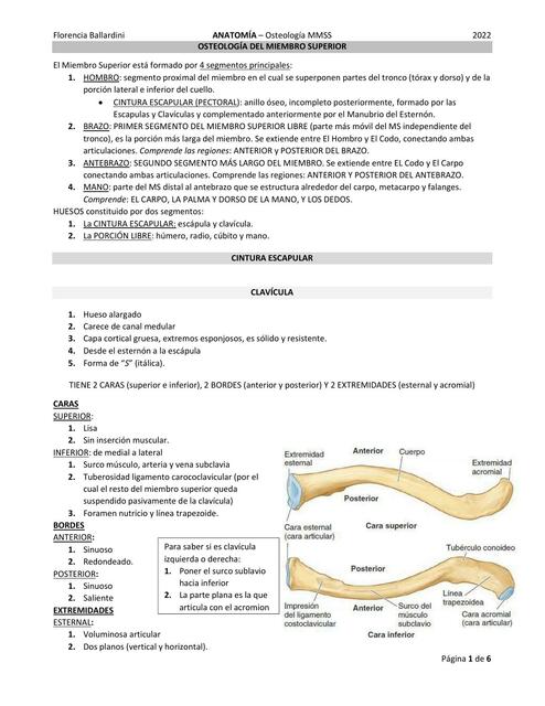 Osteología del miembro superior | Florencia Ballardini | uDocz
