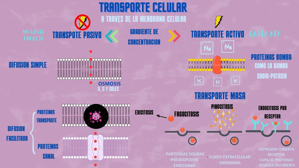 Transporte celular a través de la membrana celular | Daniela Molina | uDocz