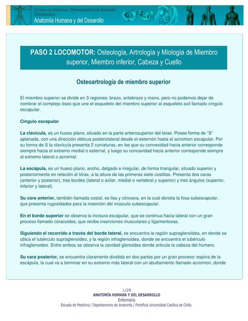 Paso 2 Locomotor: Osteología, Artrología y Miología de Miembro Superior, Miembro Inferior ...