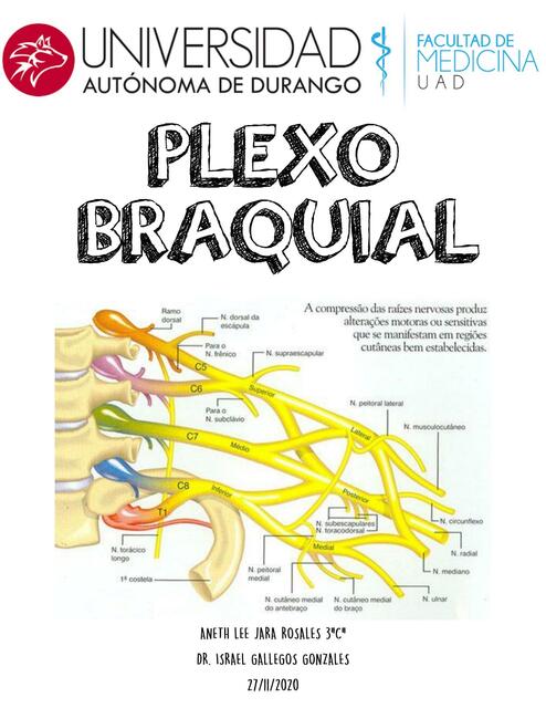 Plexo Braquial | Aneth Rosales | uDocz