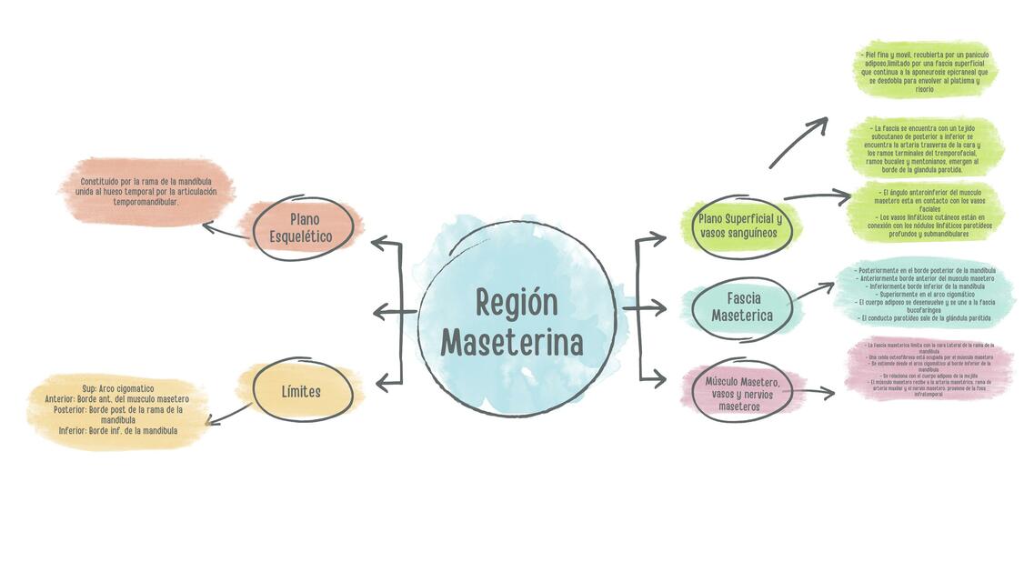 Región maseterina | EMA MAITE ALFARO OVIEDO | uDocz
