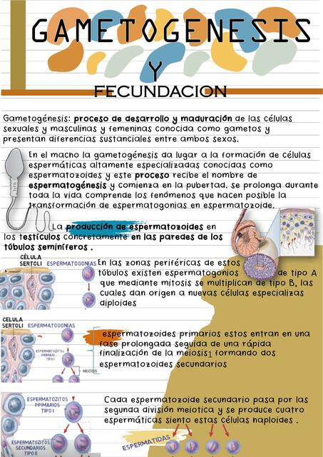 Gametogenesis y fecundación | Mayte Andrea Galvez Gutierrez | uDocz