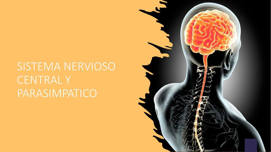 Resúmenes de Sistema nervioso parasimpático | Descarga apuntes de ...