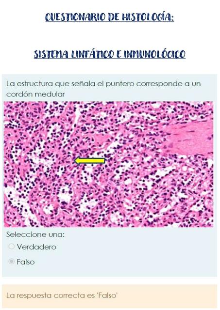 Histología 5P Tejido Linfático e inmunológico | Briggitte Yamilé Suarez Esteban | uDocz