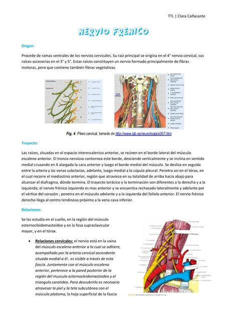 Nervio Frénico | Clara Calfacante | uDocz