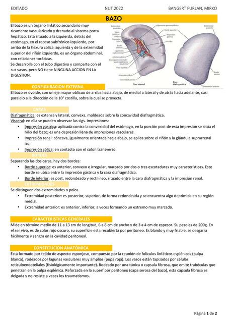 BAZO | Anatomía | Mirko Bangert Furlan | uDocz