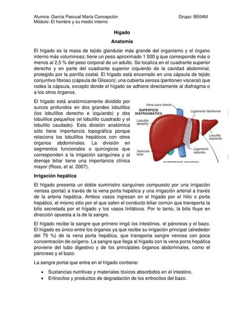 Hígado: Anatomía, Fisiología. Hepatitis. | Maria | uDocz