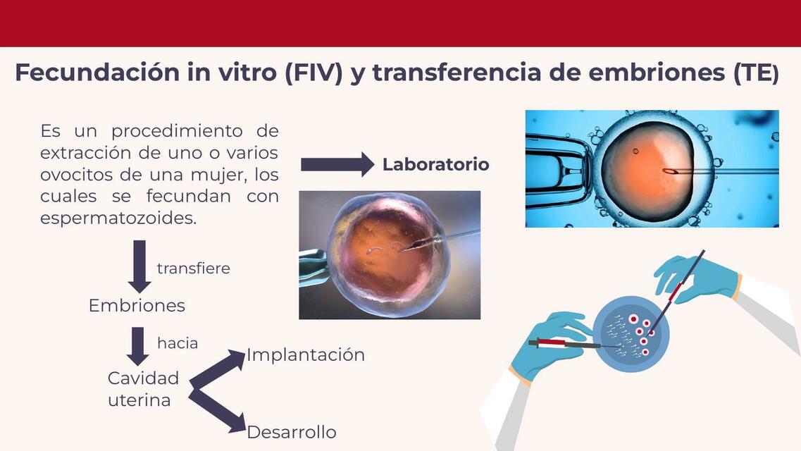 Fecundación In Vitro | Luis Miguel | uDocz