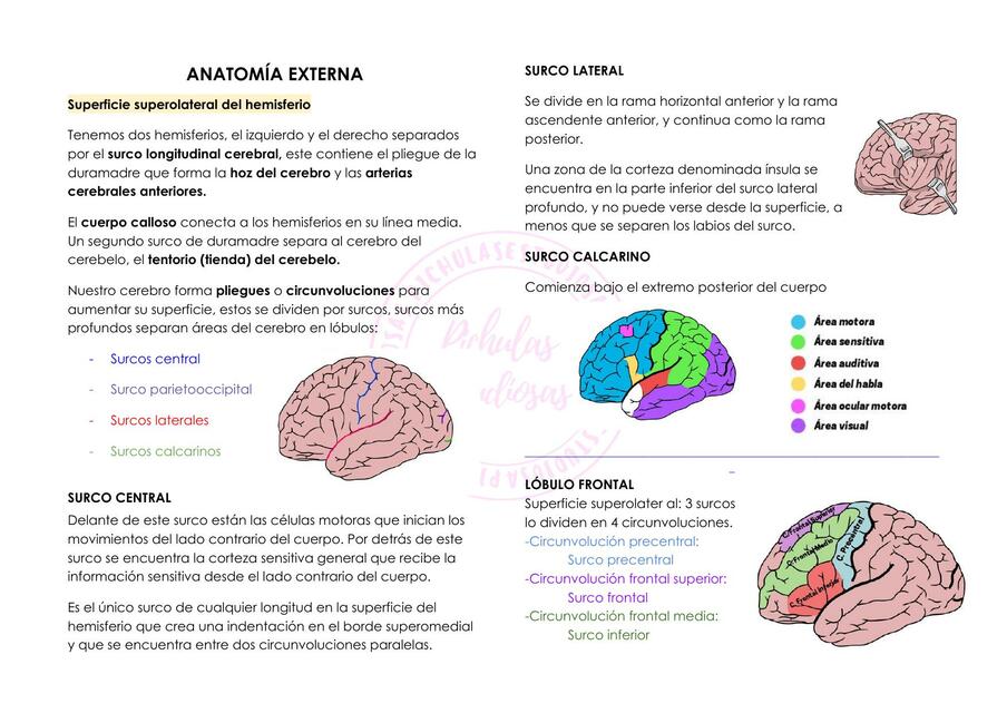 Neurología 2 | GABRIELA | uDocz