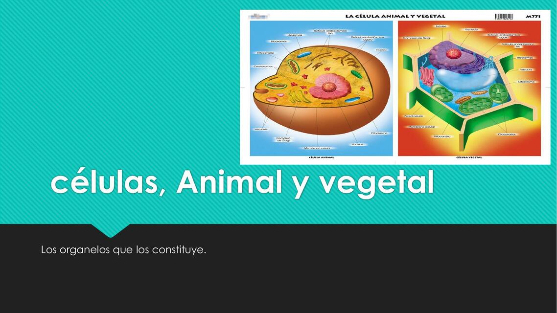 Células Animal y Vegetal | Melissa Villegas | uDocz