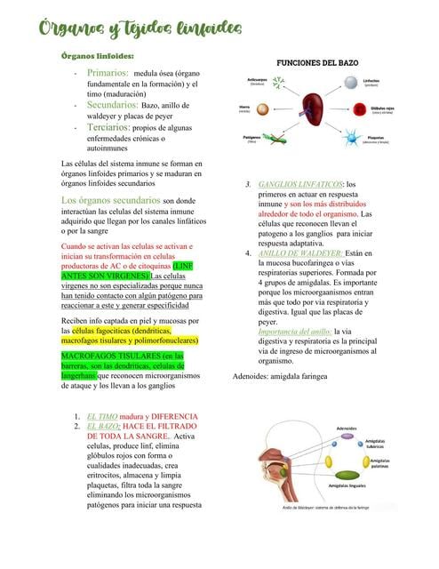 Órganos y Tejidos Linfoides | MedLu | uDocz