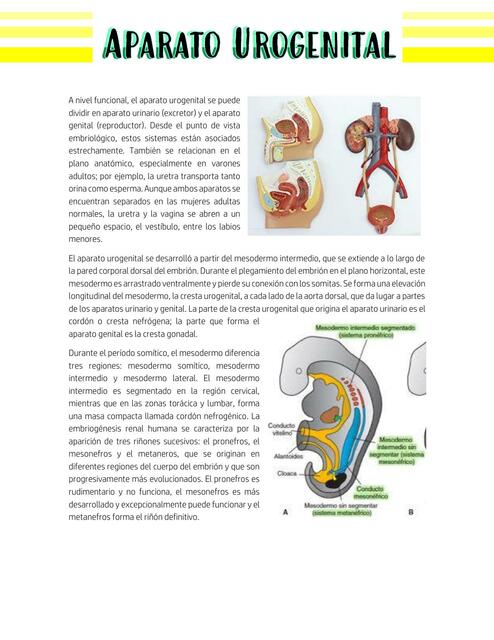 Aparato Urogenital | Lian Reyes | uDocz