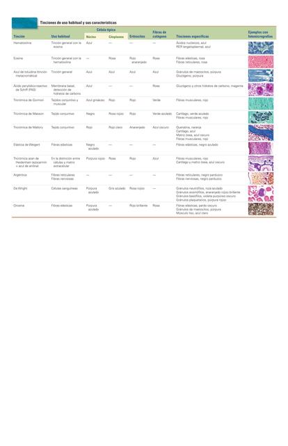 Tinciones y Usos | R. M. Aztec | uDocz