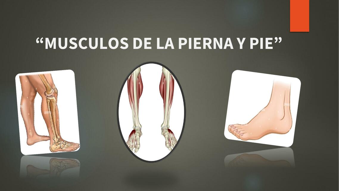 Músculos de la Pierna y Pie | hazel farial | uDocz