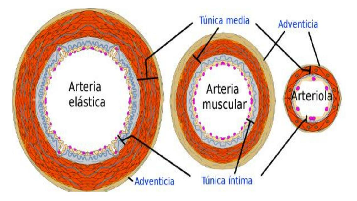 Tipos de Arterias | cesar arias | uDocz