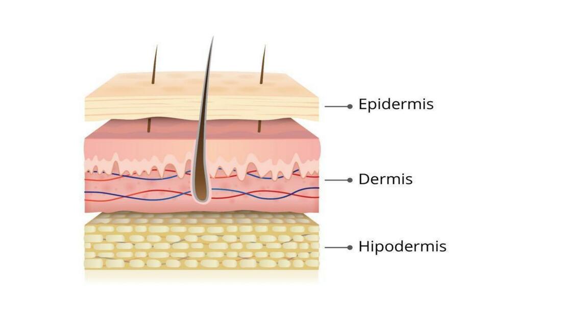 Sistema Tegumentario | cesar arias | uDocz