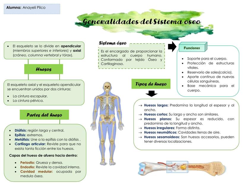 Resúmenes de Partes del hueso | Descarga apuntes de Partes del hueso Resúmenes de Partes del hueso | Descarga apuntes de Partes del hueso