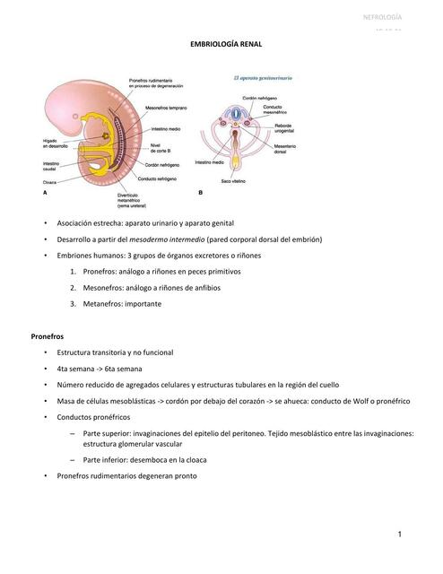 Embriología Renal | Sebastian Tartarini | uDocz