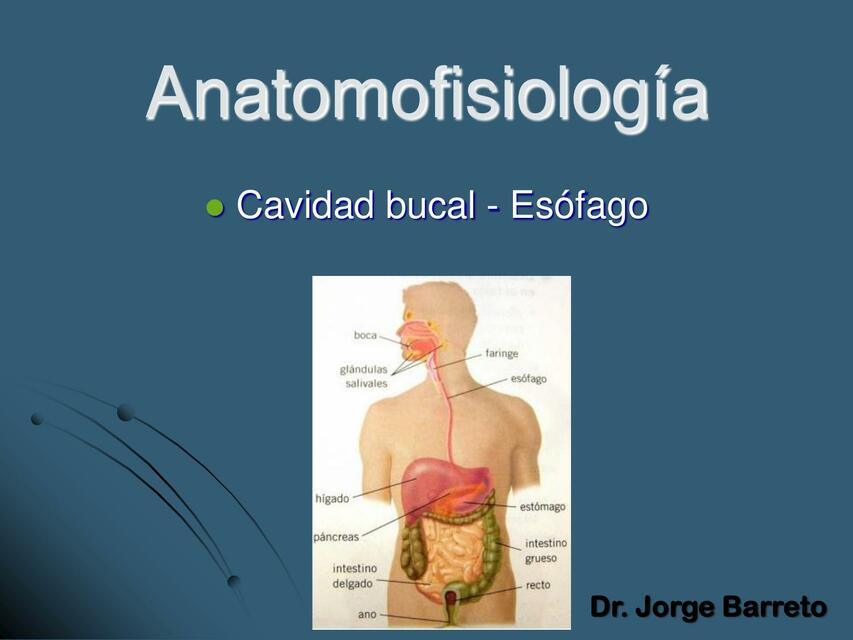 Anatomofisiología: Cavidad bucal-Esófago | Dr. Jorge Barreto | uDocz