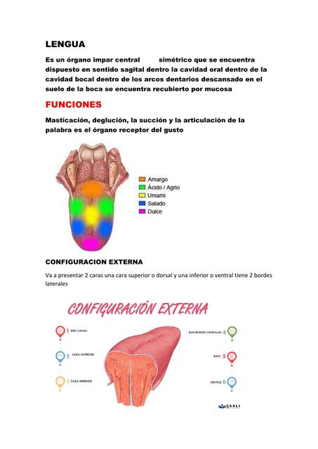 Lengua | Jamie Tito | uDocz