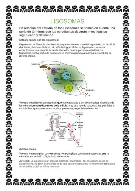 Lisosomas | Arely Valenzuela | uDocz