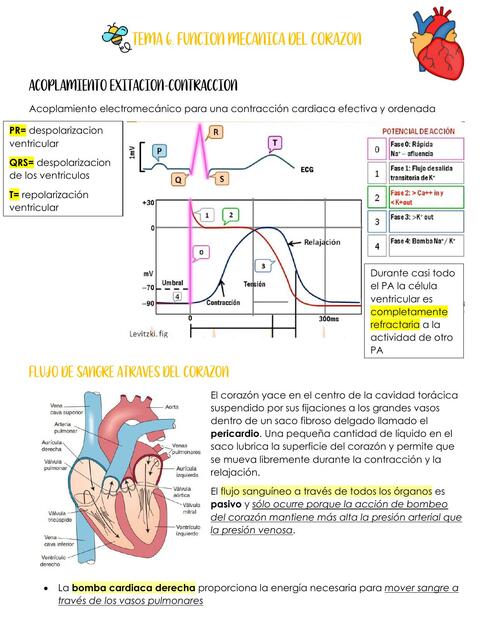 Función mecánica del corazón | Nathalia Elizabeth Anaya Garcia | uDocz