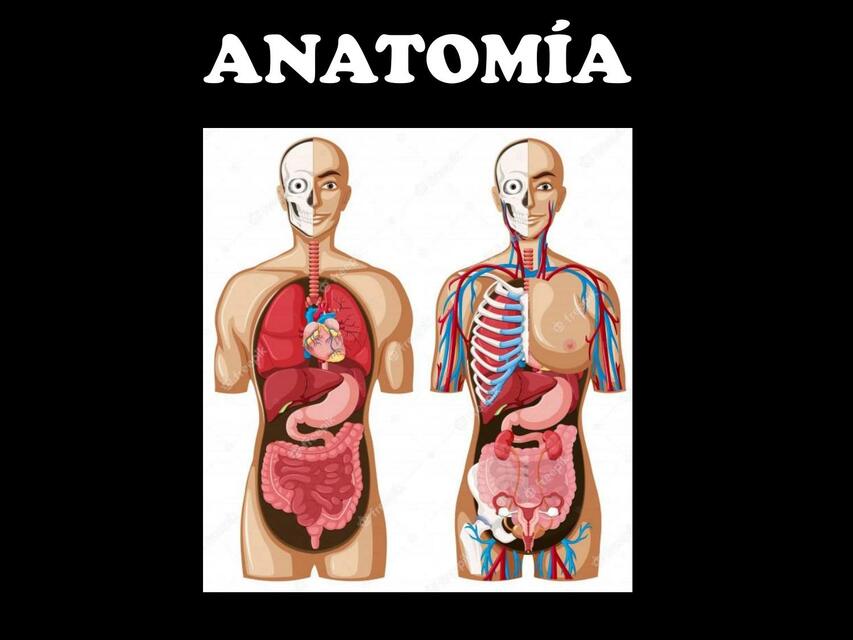Anatomía | Regina Bandera | uDocz