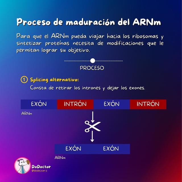 Proceso de maduración del ARNm | DoDoctor | uDocz