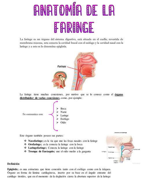 La faringe | Celeste Gomez | uDocz