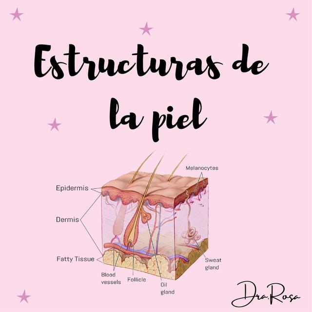 Estructuras de la Piel | Doctora rosa | uDocz