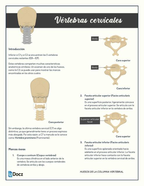 Columna vertebral: C3 - C7 | Altamirano, MD | uDocz