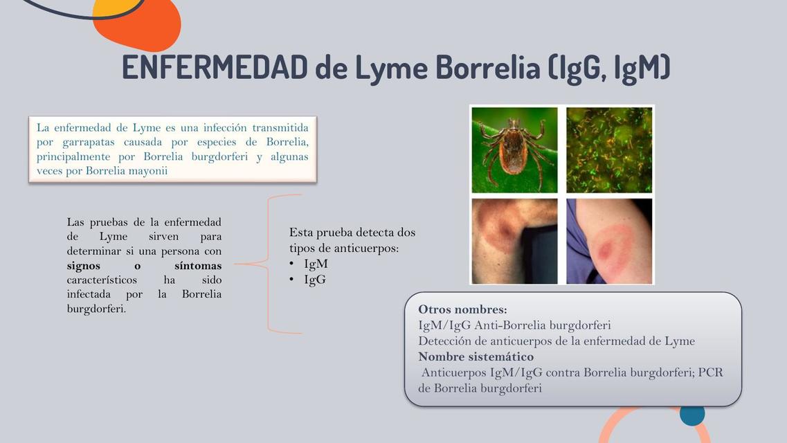 Enfermedad de Lyme Borrelia IgG IgM | Doctor_teco | uDocz
