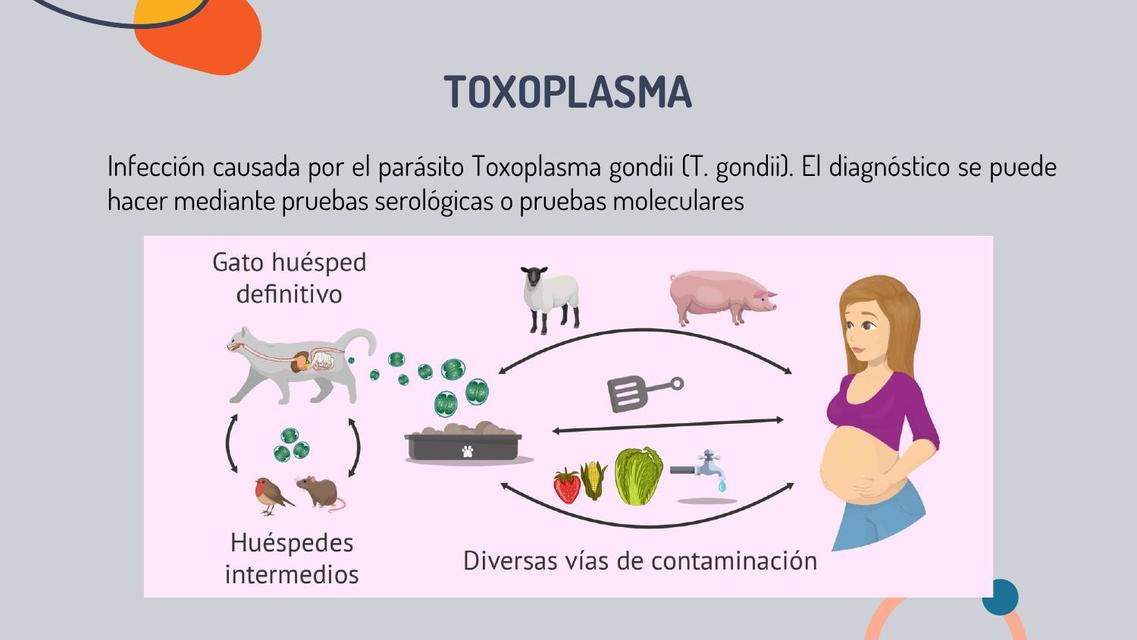 Toxoplasma | Doctor_teco | uDocz