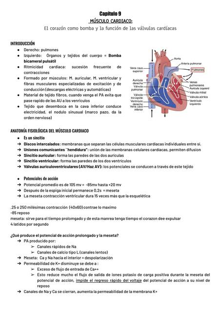 Músculo Cardíaco | Stephanie Basto | uDocz