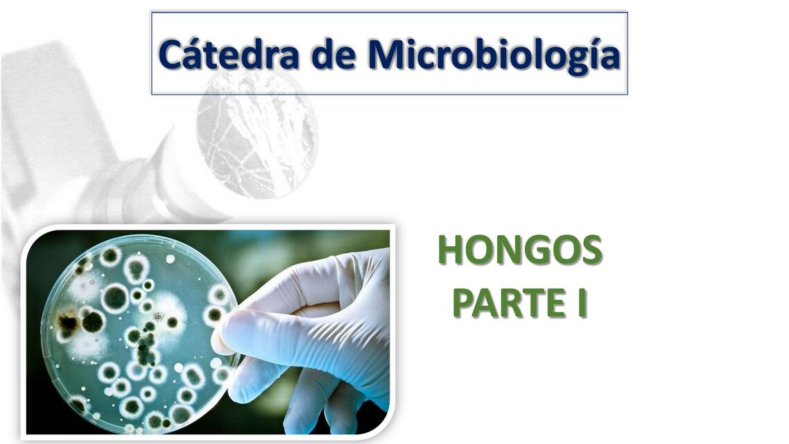 Hongos | Medicina | uDocz