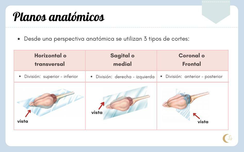 Planos anatómicos | Steptudies | uDocz