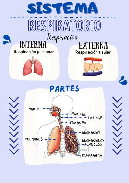 Sistema respiratorio | Candela Suárez | uDocz