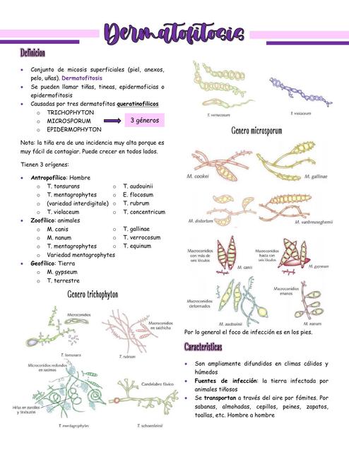 Dermatofitosis | Camila Dominguez | uDocz