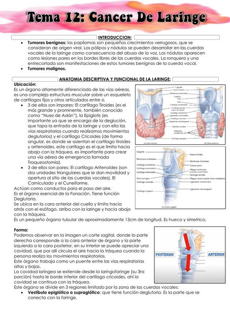 Cáncer de laringe | Maria Valentina Rodriguez Perez | uDocz