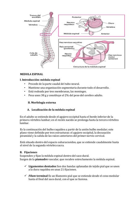Medula Espinal | Docsity | uDocz