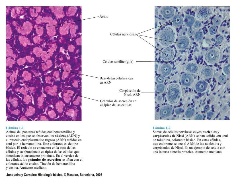 Atlas de Histologia | Rospher Santa Cruz | uDocz