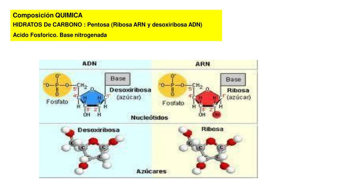 ADN y ARN Dogma Central | GMVALE | uDocz
