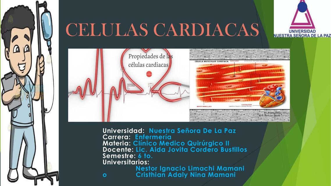 Células Cardíacas | Nestor LIMACHI | uDocz