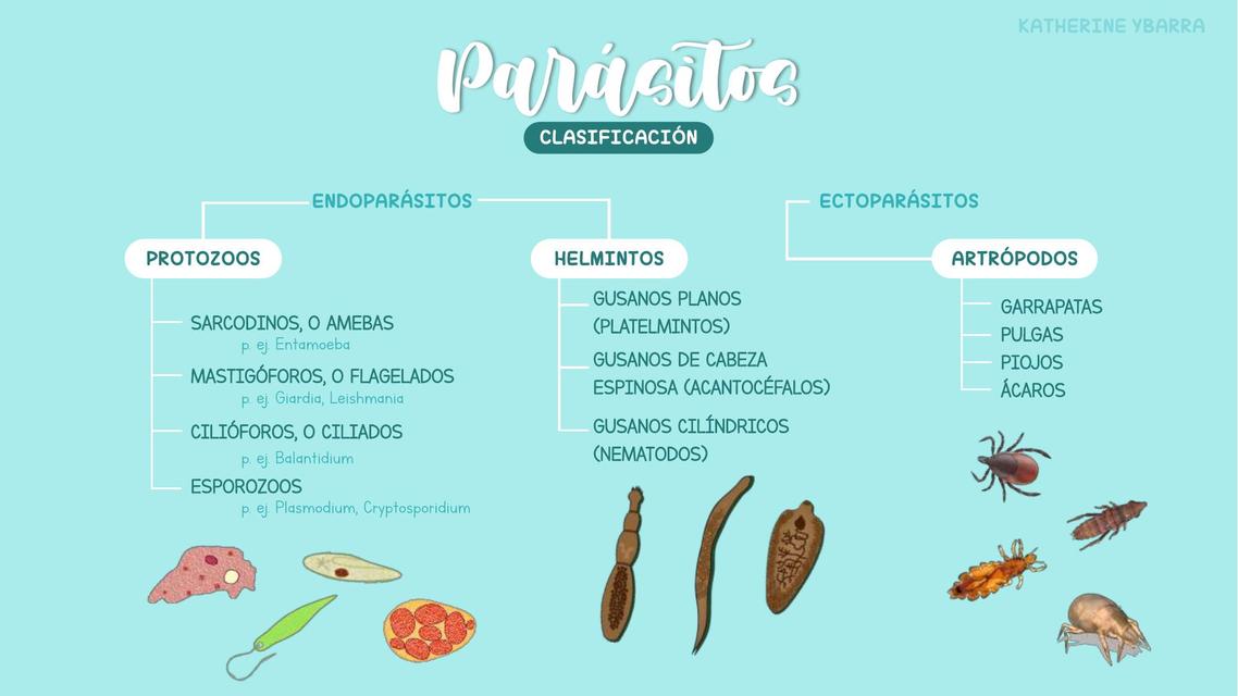 Clasificación de los parásitos | Leukos | uDocz Clasificación de los parásitos | Leukos | uDocz