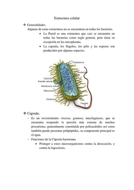 Estructura celular Udocz | Maria Rojas | uDocz
