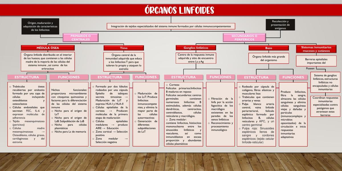 Órganos linfoides | uDocz
