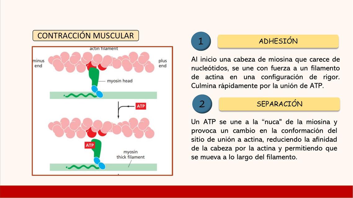 Contracción muscular | uDocz