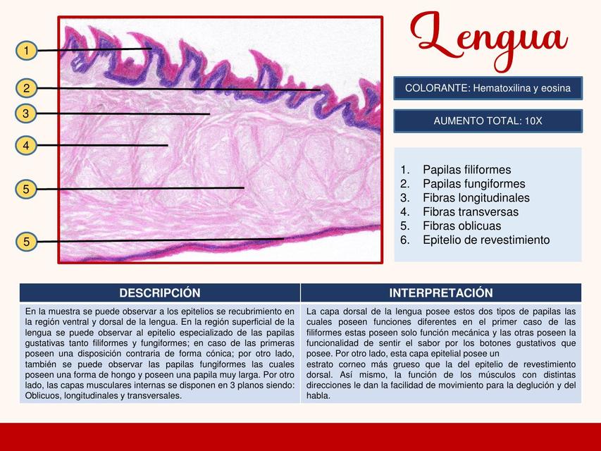 HISTOLOGÍA DEL SISTEMA DIGESTIVO | uDocz
