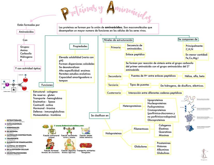 Diagrama De Proteínas Con Elementos Cómo Los Genes Dirigen La